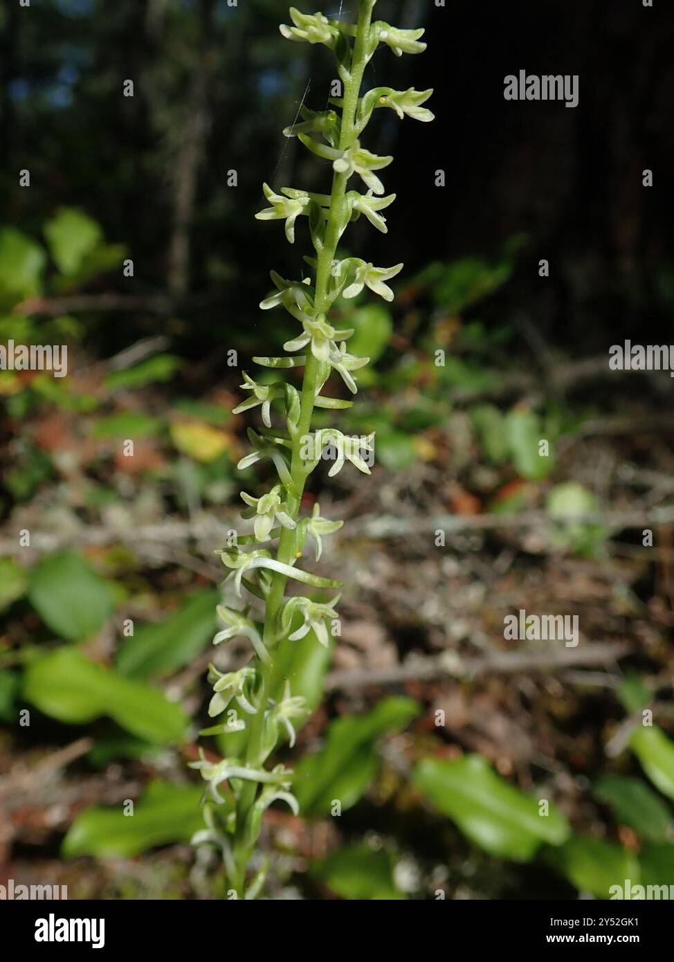 Flat Spurred Piperia (Platanthera transversa) Plantae Stock Photo - Alamy