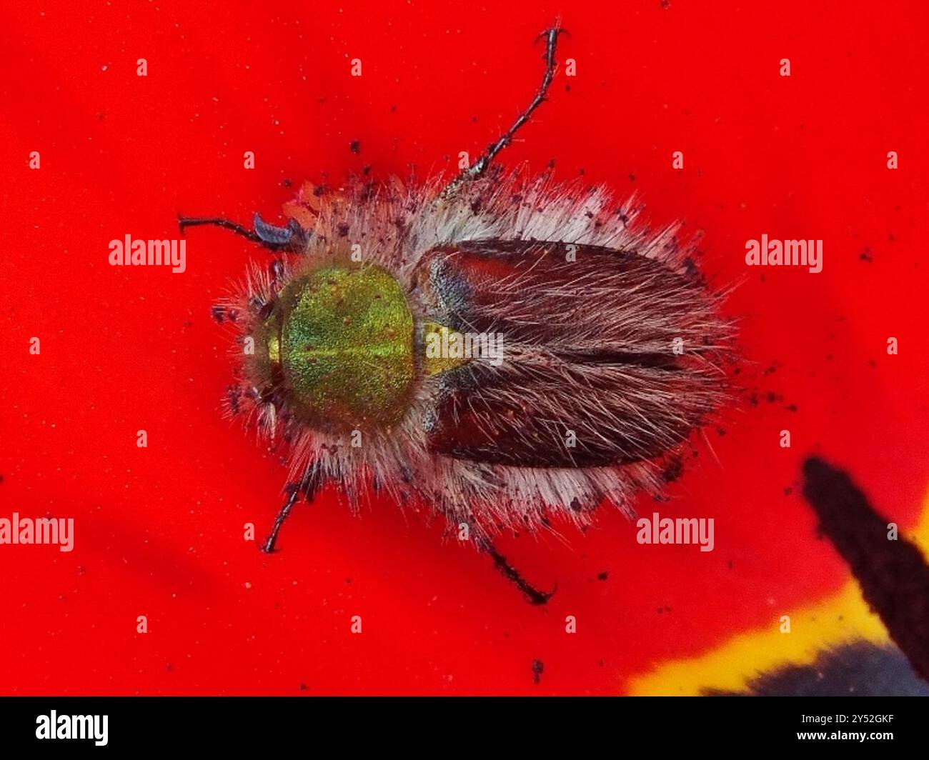 (Pygopleurus vulpes) Insecta Stock Photo - Alamy