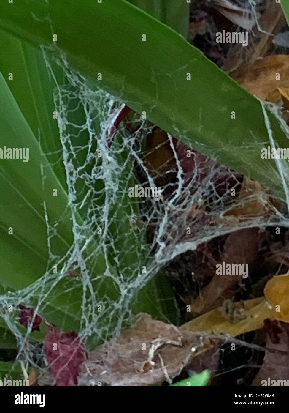 Badumna longinqua hi-res stock photography and images - Alamy