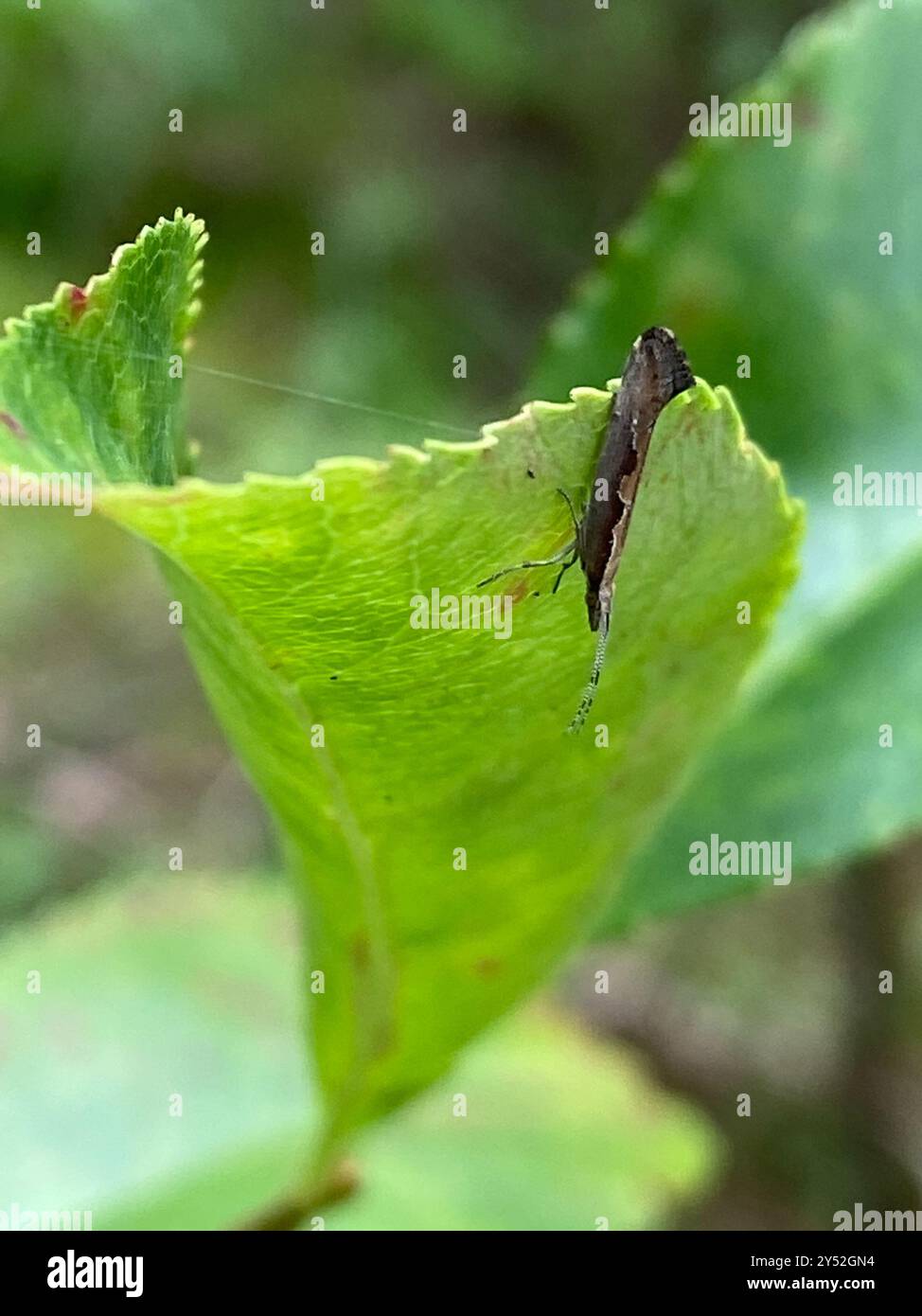 Diamondback Moth (Plutella xylostella) Insecta Stock Photo - Alamy