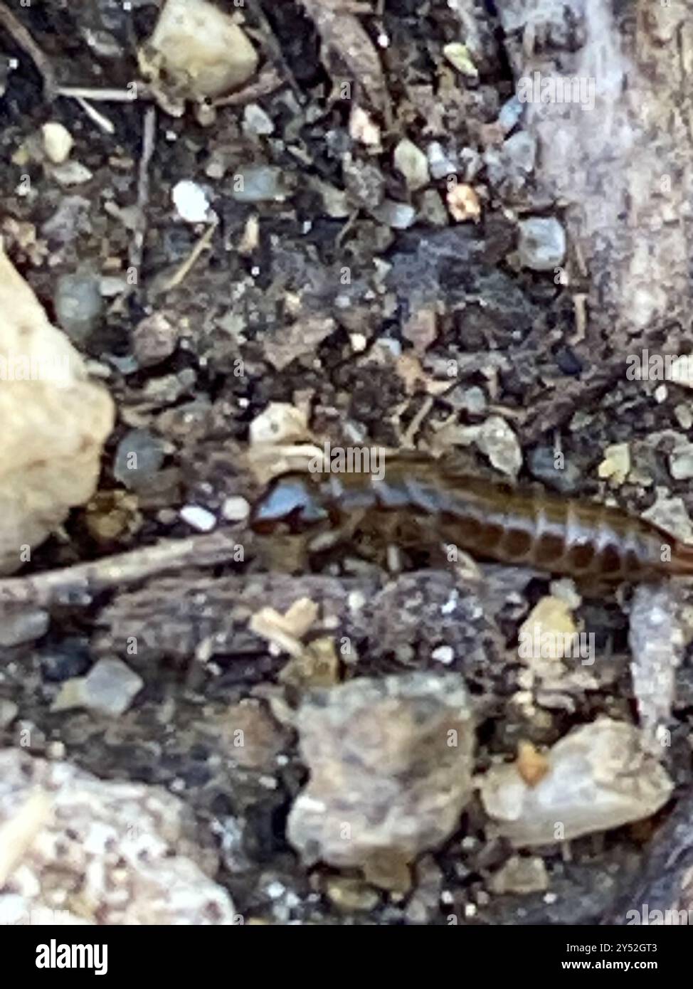 Western Subterranean Termite (Reticulitermes hesperus) Insecta Stock ...