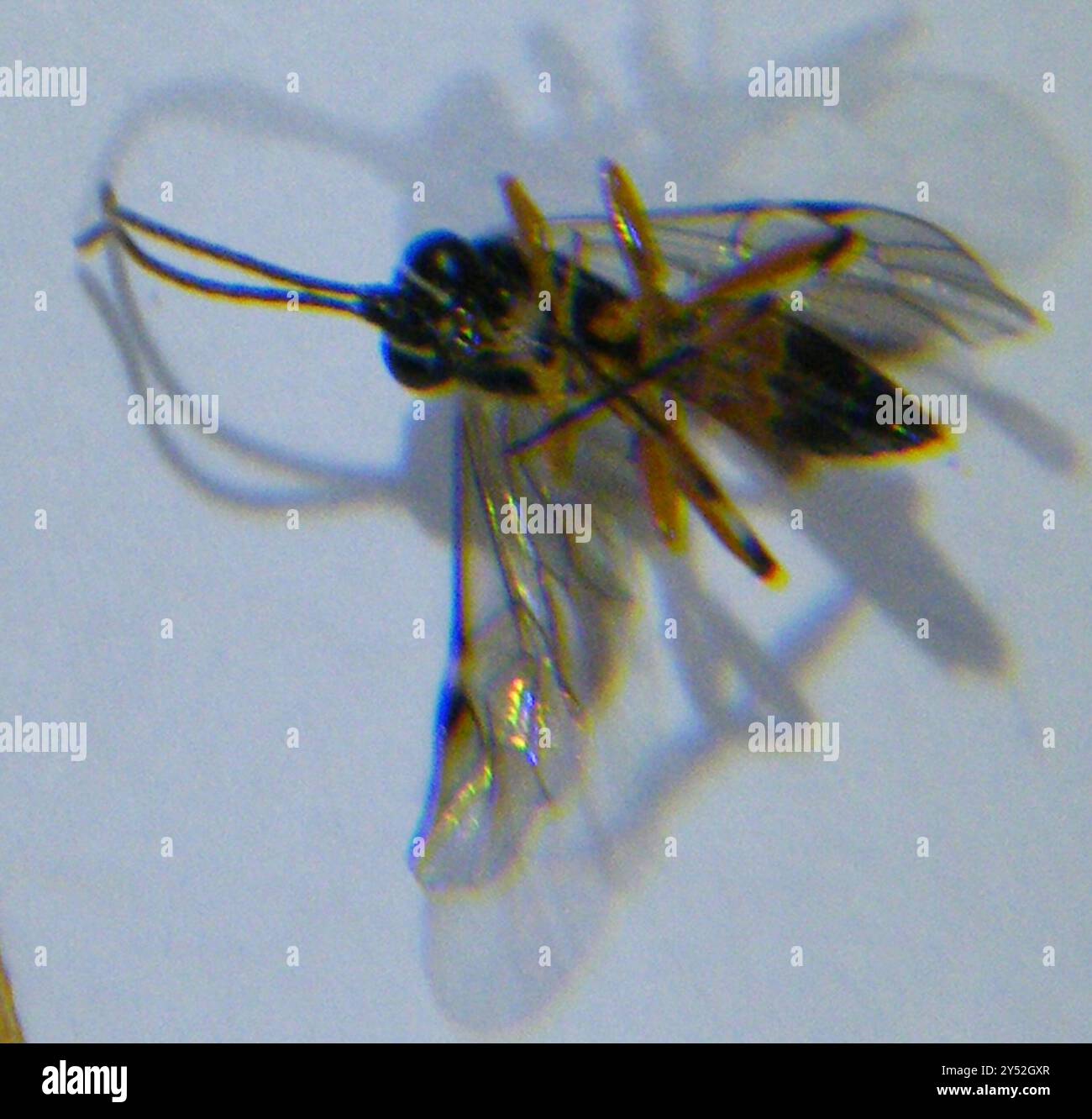 Common Hover Fly Parasitoid Wasp (Diplazon laetatorius) Insecta Stock ...