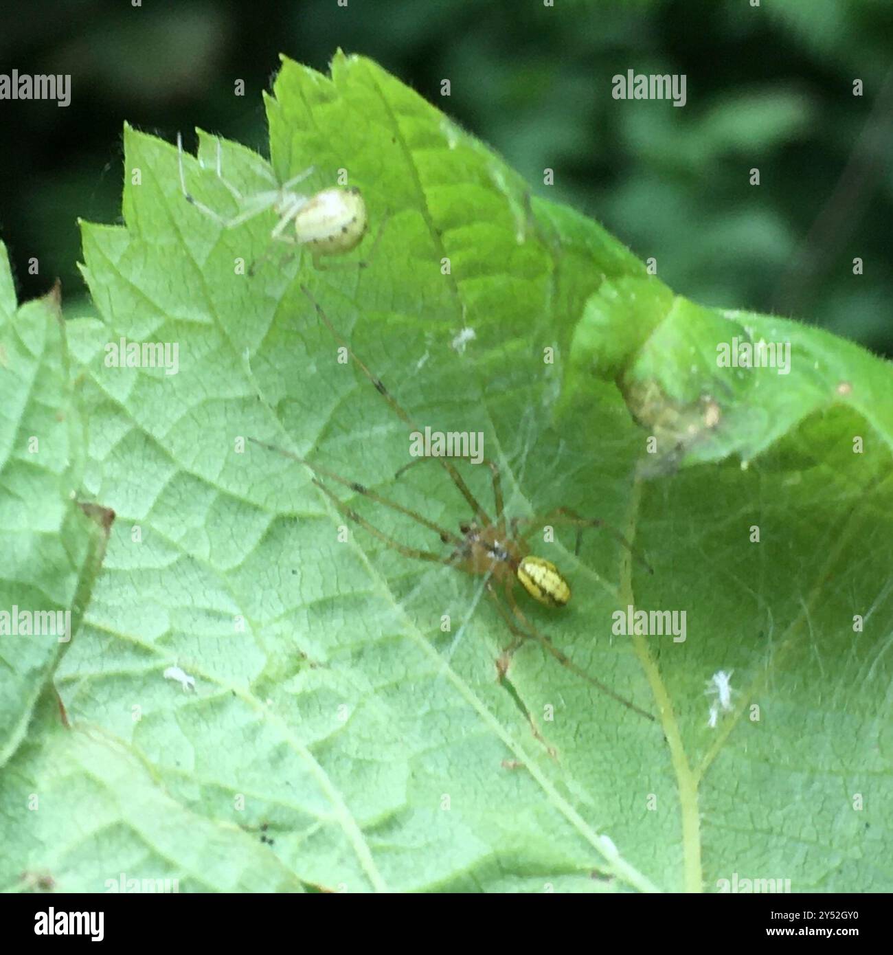 Common candy-striped spider (Enoplognatha ovata) Arachnida Stock Photo ...