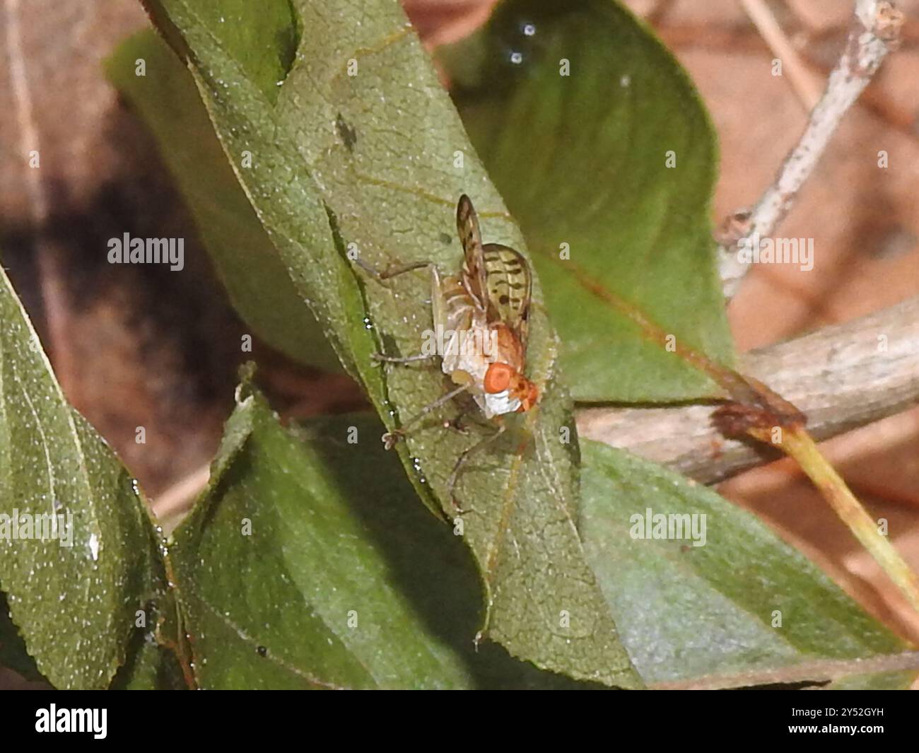 Marsh Flies (Sciomyzidae) Insecta Stock Photo - Alamy