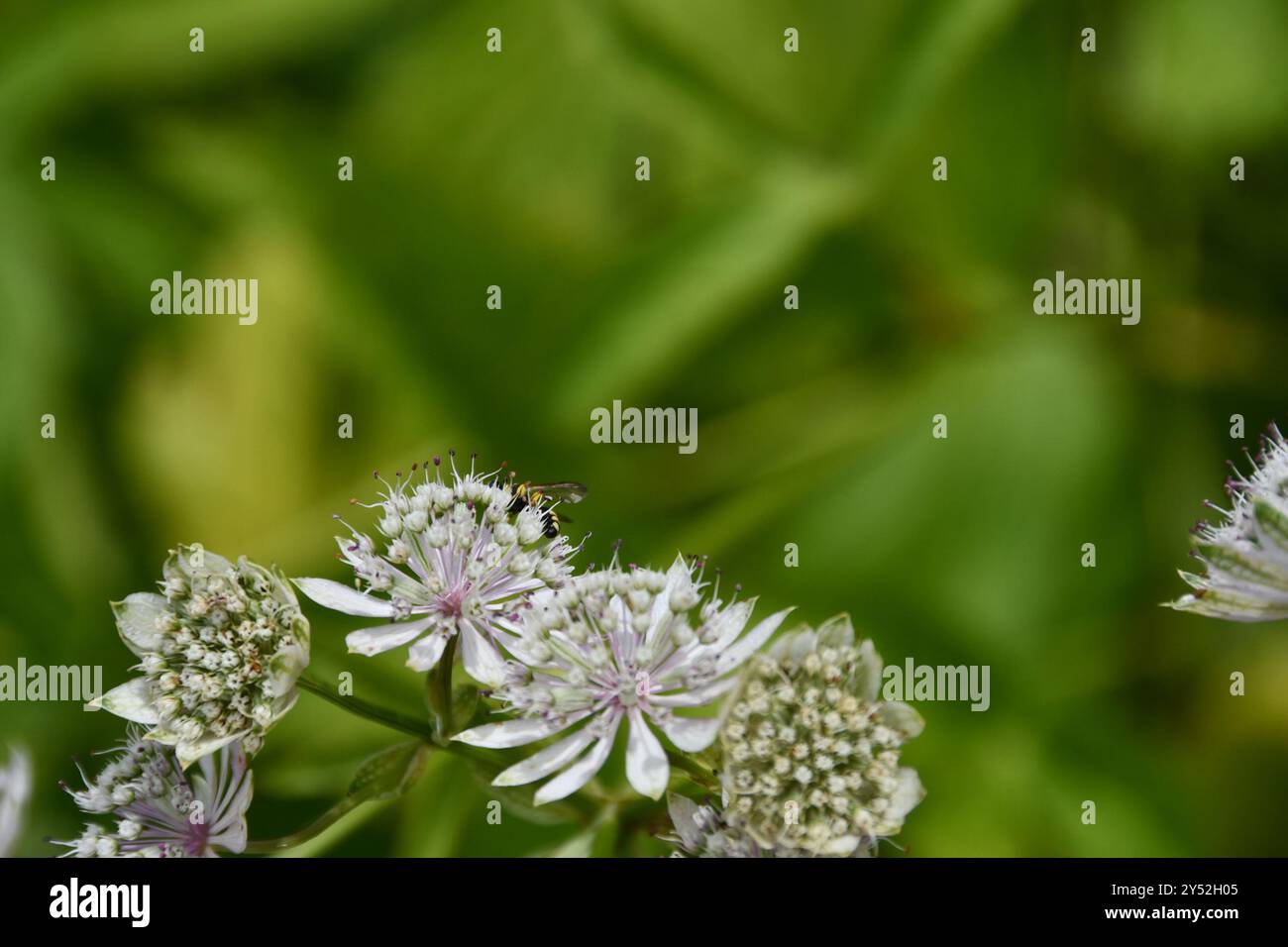 Ants, Bees, and Stinging Wasps (Aculeata) Insecta Stock Photo - Alamy