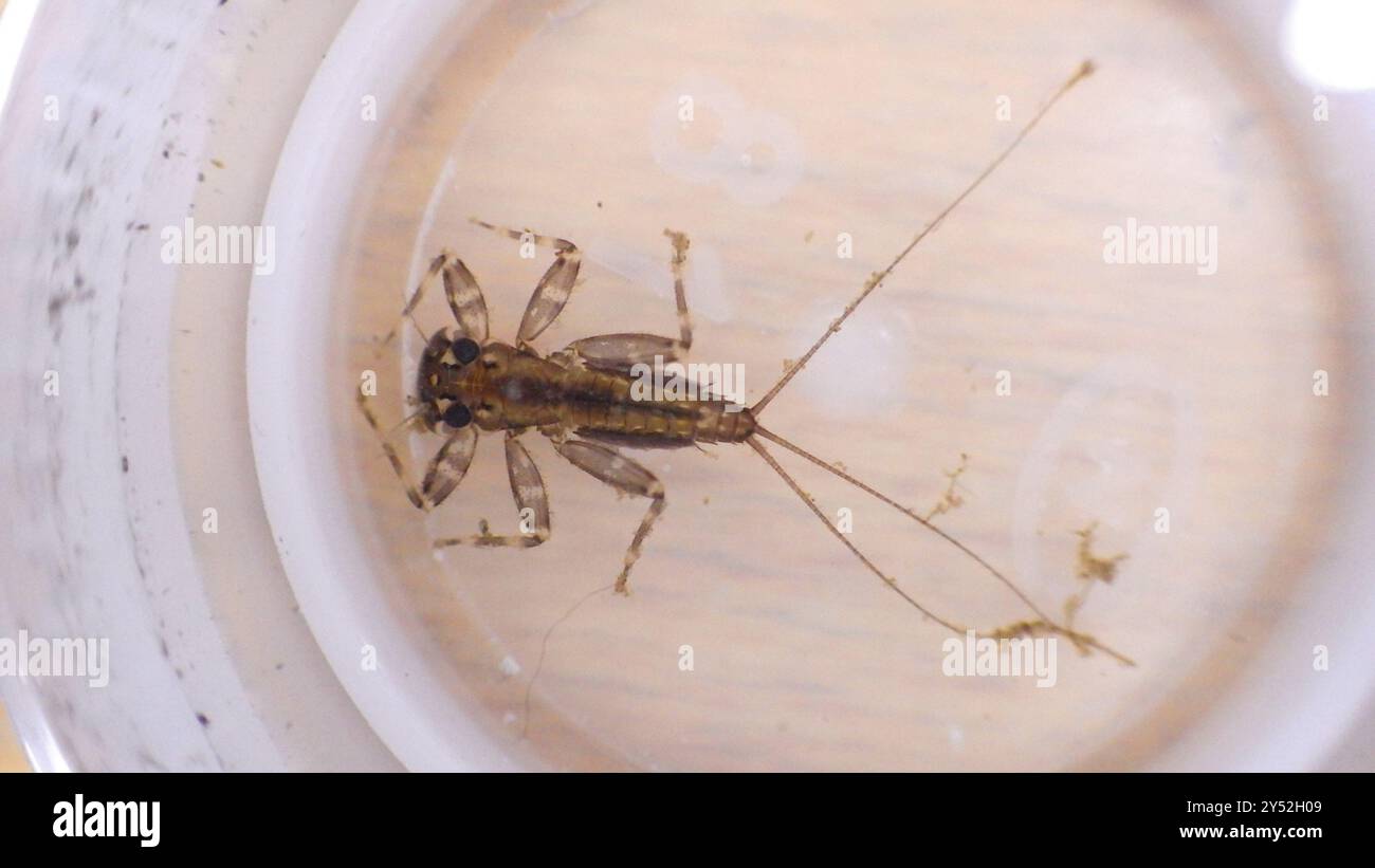Light Cahills (Stenacron) Insecta Stock Photo - Alamy
