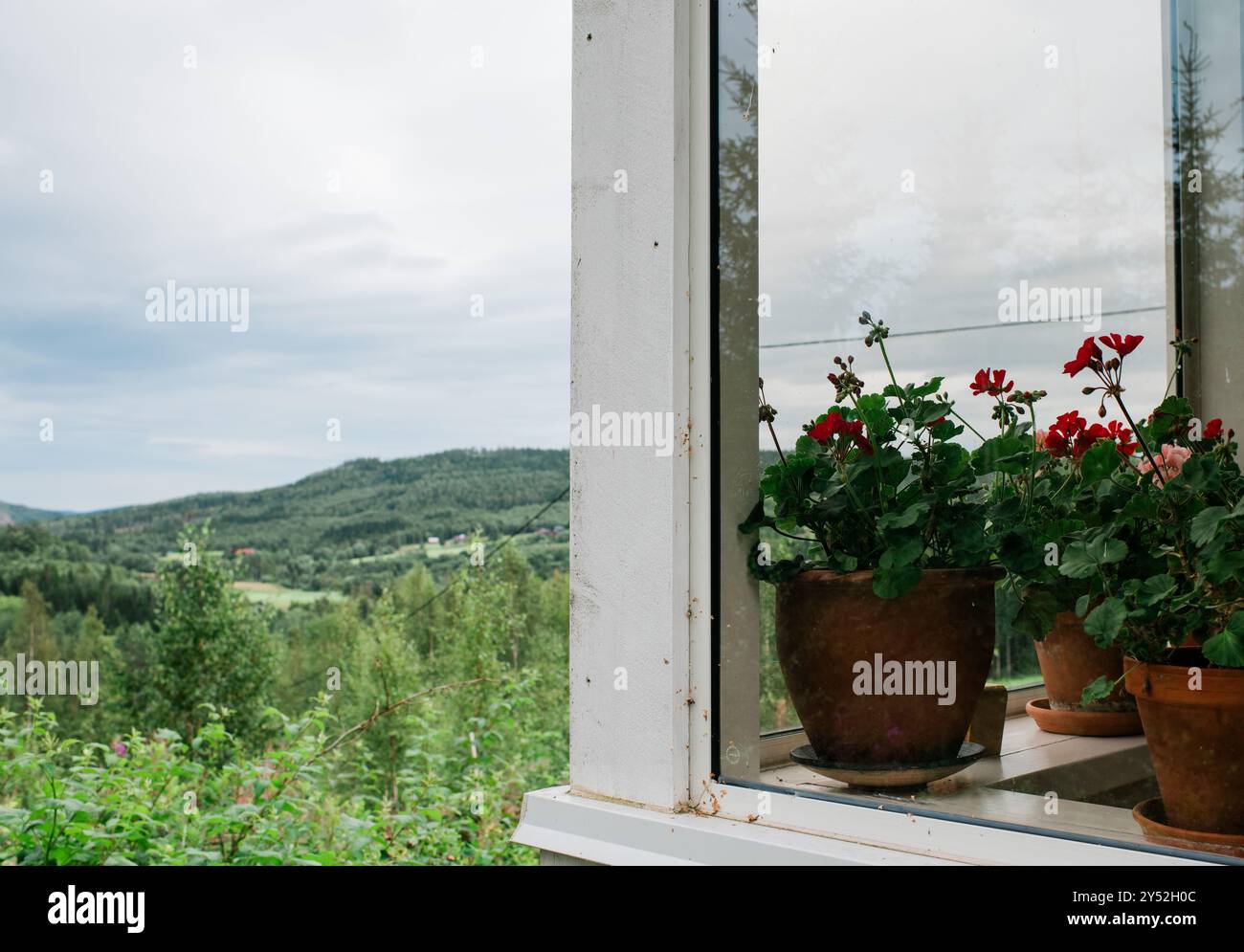 Flower pots on a window of a traditional swedish home Stock Photo - Alamy