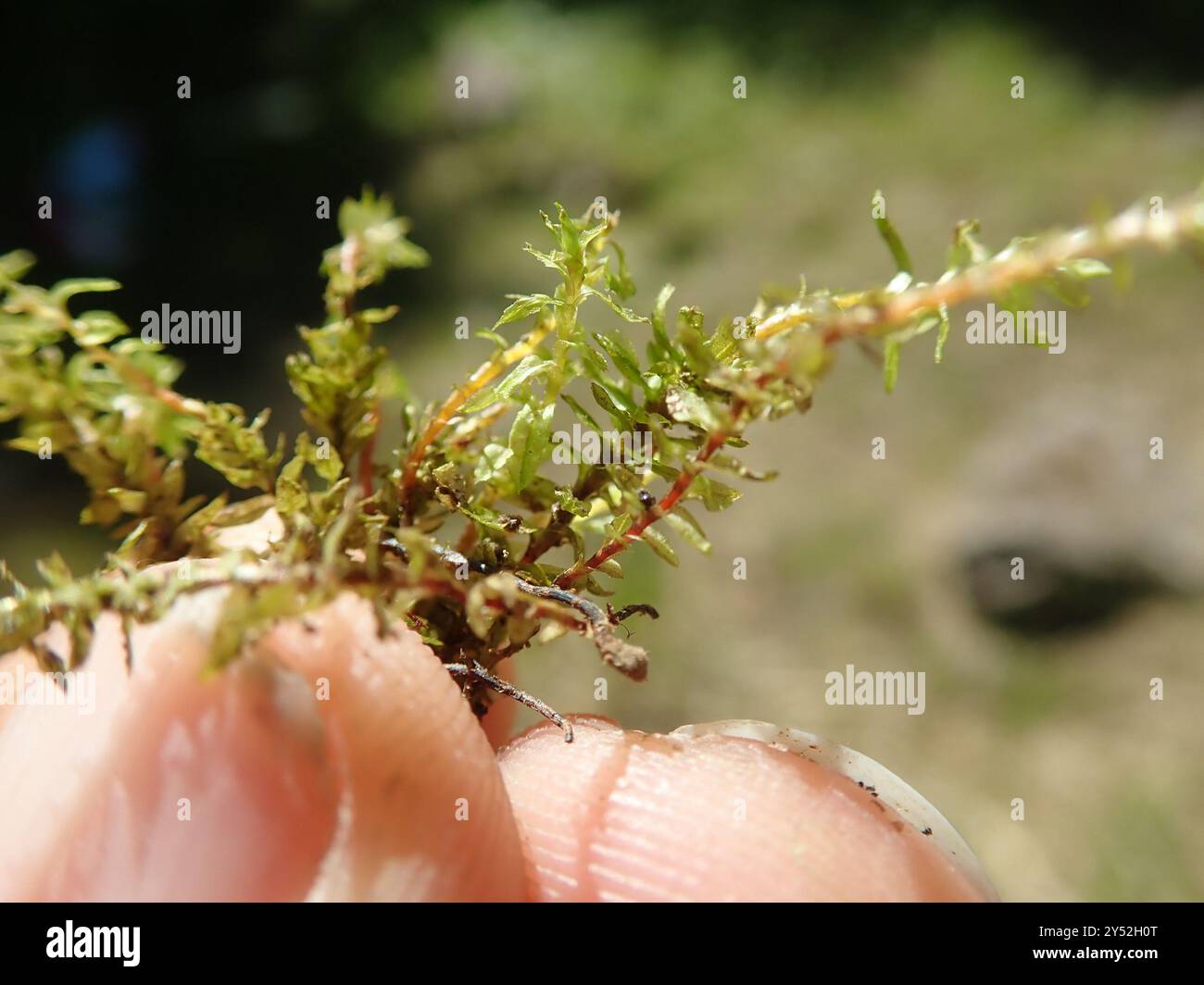 Large Hair Moss (Oligotrichum parallelum) Plantae Stock Photo - Alamy