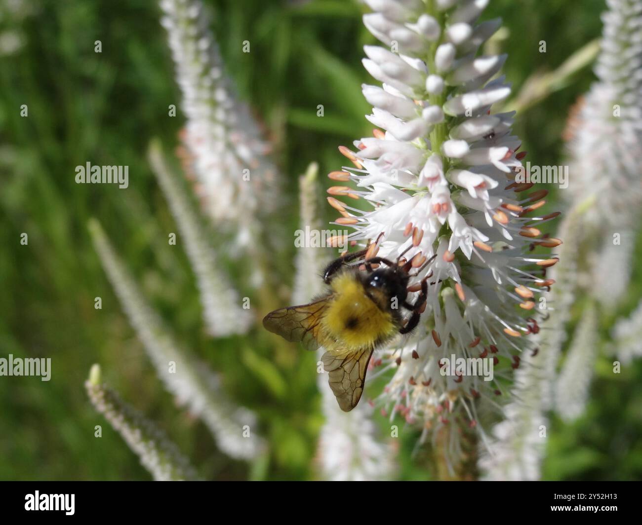Perplexing Bumble Bee (Bombus perplexus) Insecta Stock Photo - Alamy