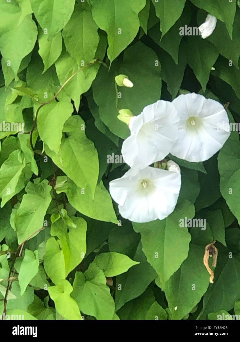 false bindweeds (Calystegia) Plantae Stock Photo - Alamy