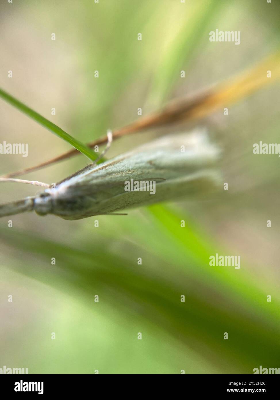 Hook-streaked Grass-veneer (Crambus lathoniellus) Insecta Stock Photo ...