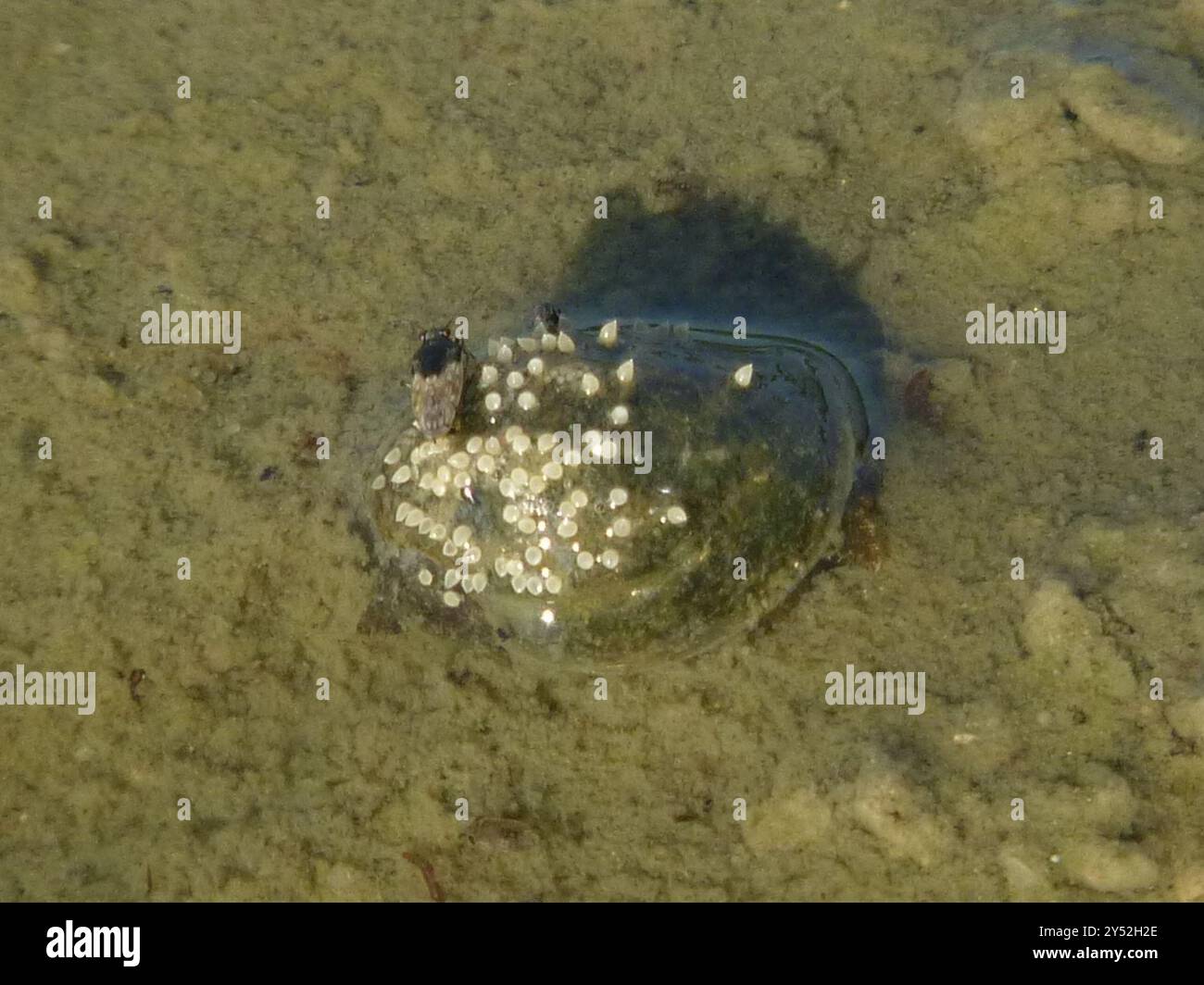Big-eared Radix (Radix auricularia) Mollusca Stock Photo - Alamy