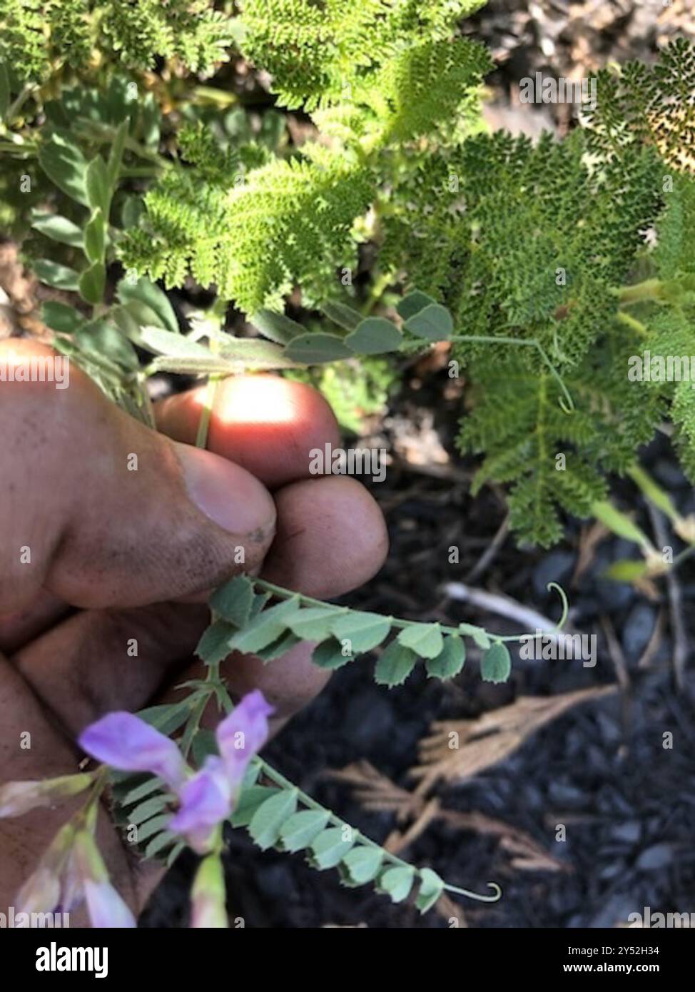 American vetch (Vicia americana) Plantae Stock Photo - Alamy