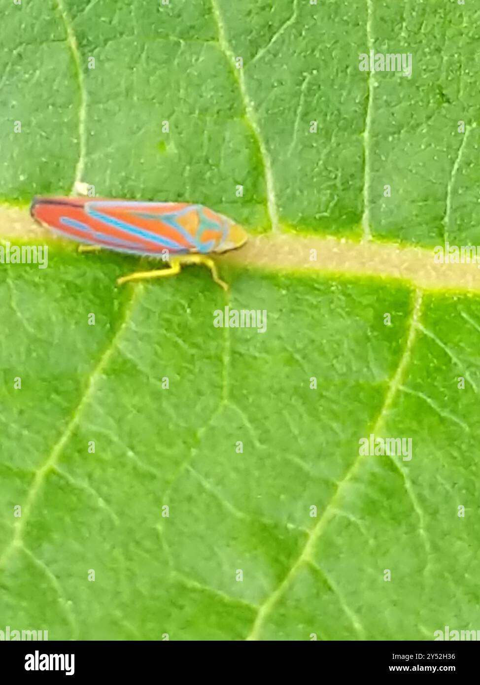 Red-banded Leafhopper (Graphocephala coccinea) Insecta Stock Photo - Alamy