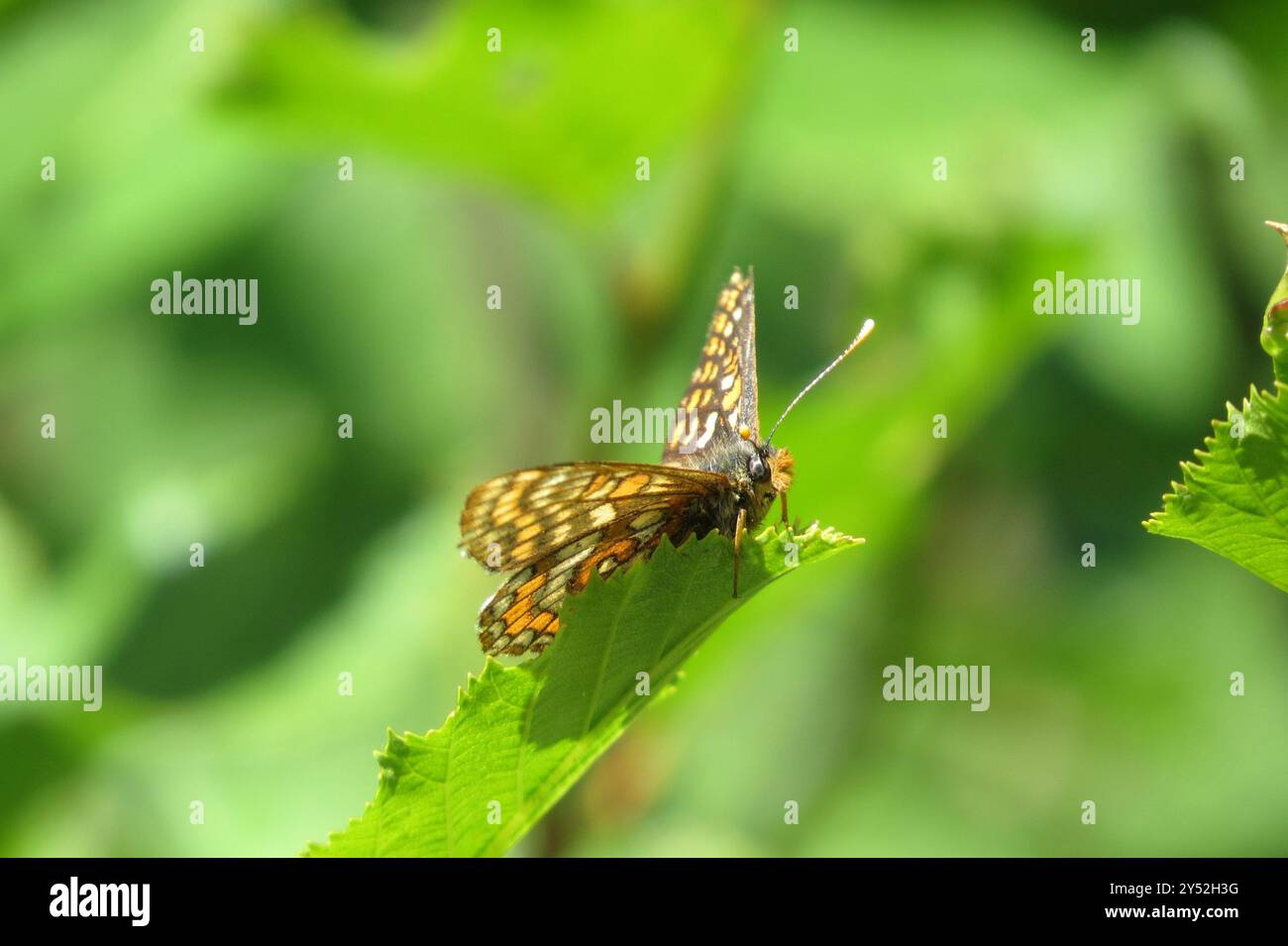 Asian Fritillary (Euphydryas intermedia) Insecta Stock Photo - Alamy