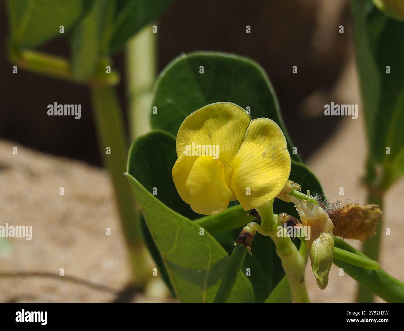 beach pea (Vigna marina) Plantae Stock Photo - Alamy