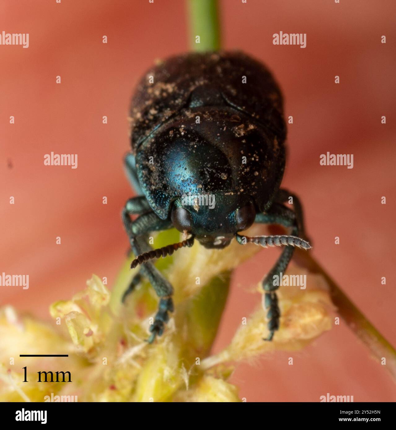 Red-shouldered Leaf Beetle (Saxinis saucia) Insecta Stock Photo - Alamy