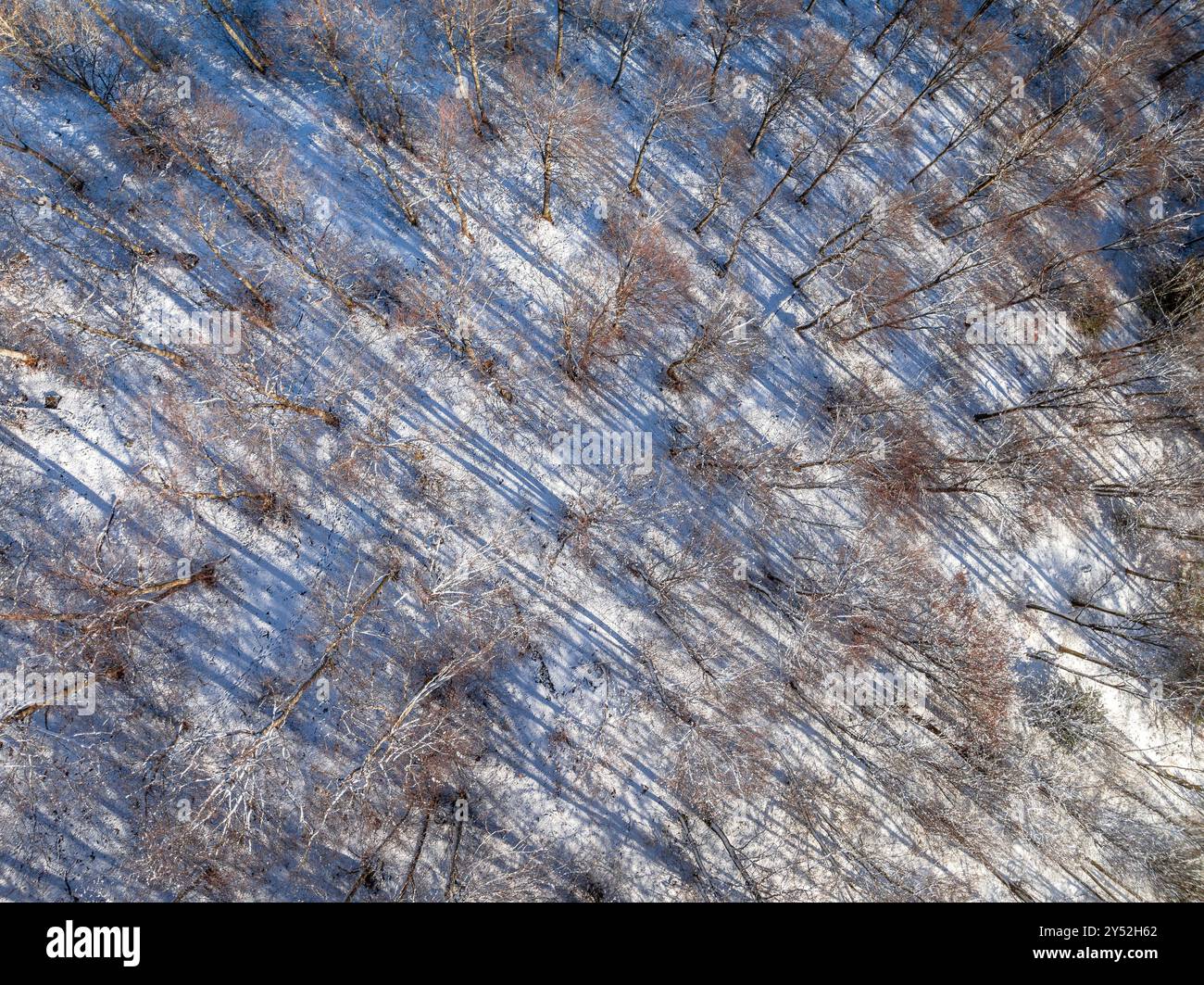 Fagus sylvatica in inverno hi-res stock photography and images - Alamy