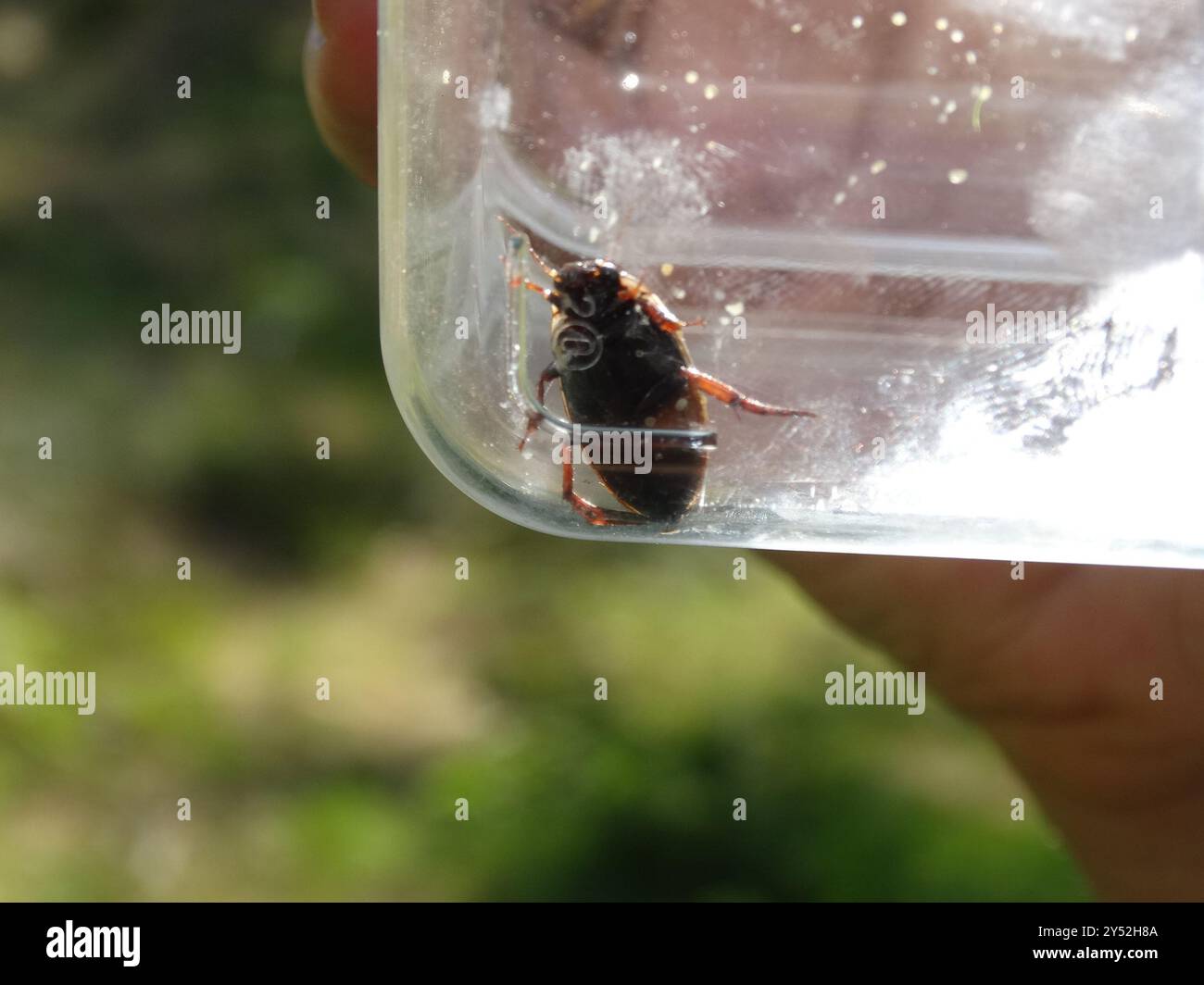 large-grooved diving beetle (Colymbetes fuscus) Insecta Stock Photo - Alamy