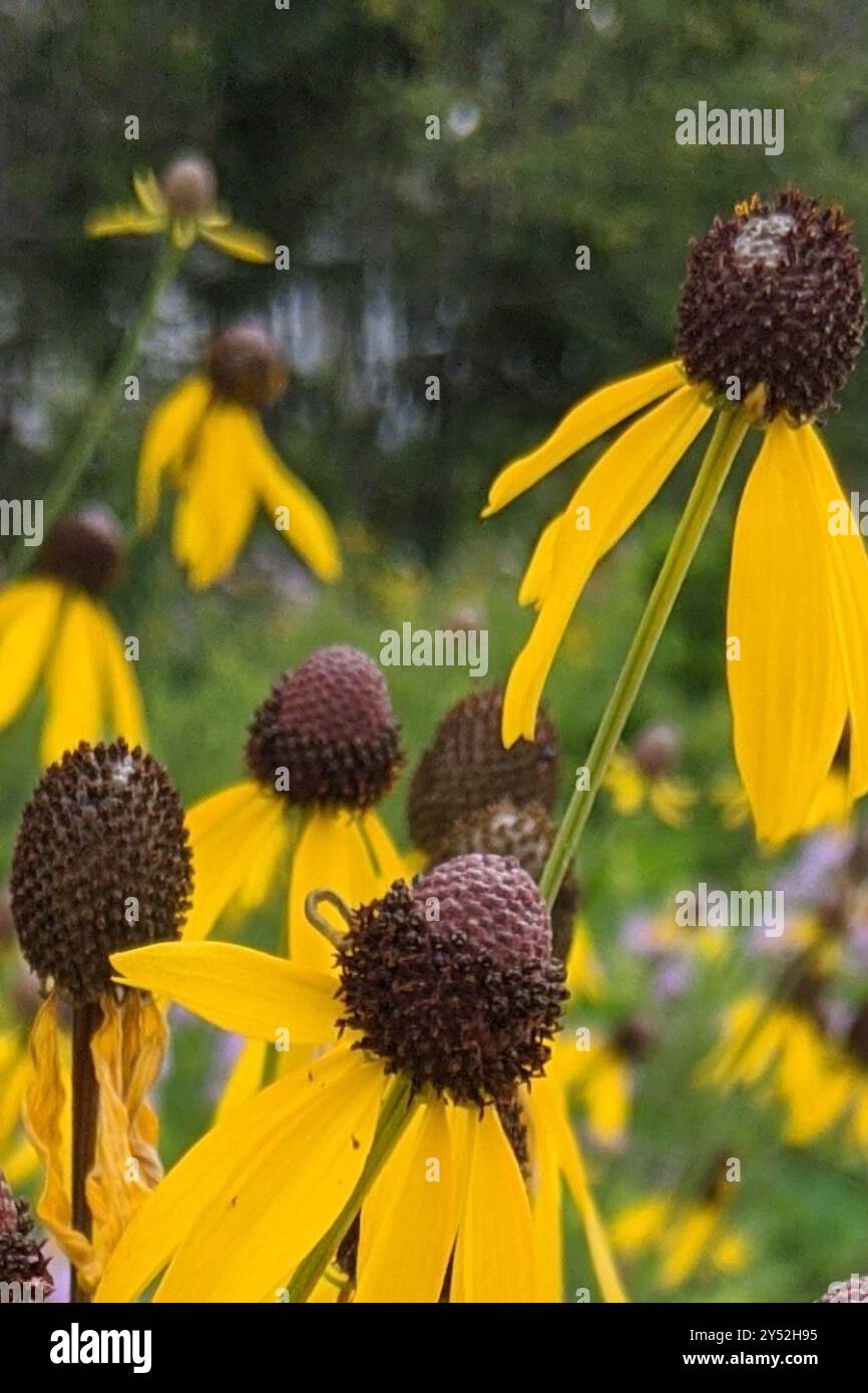grey-headed coneflower (Ratibida pinnata) Plantae Stock Photo - Alamy