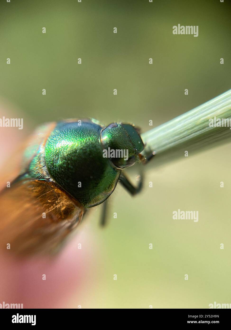 Dune Chafer (Anomala dubia) Insecta Stock Photo - Alamy