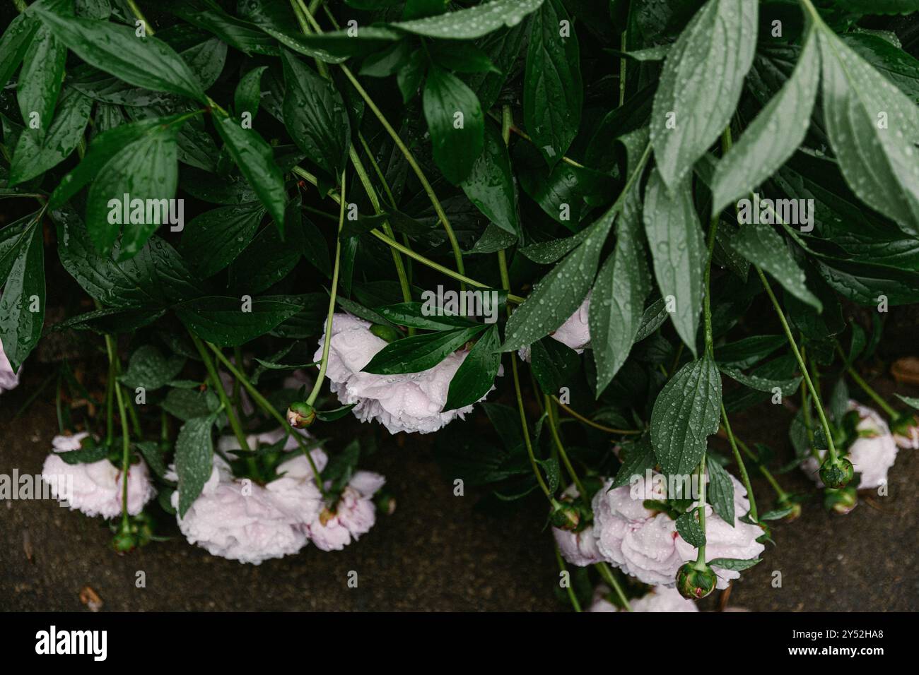 Heavy Pink Peonies after Rain Storm Stock Photo - Alamy