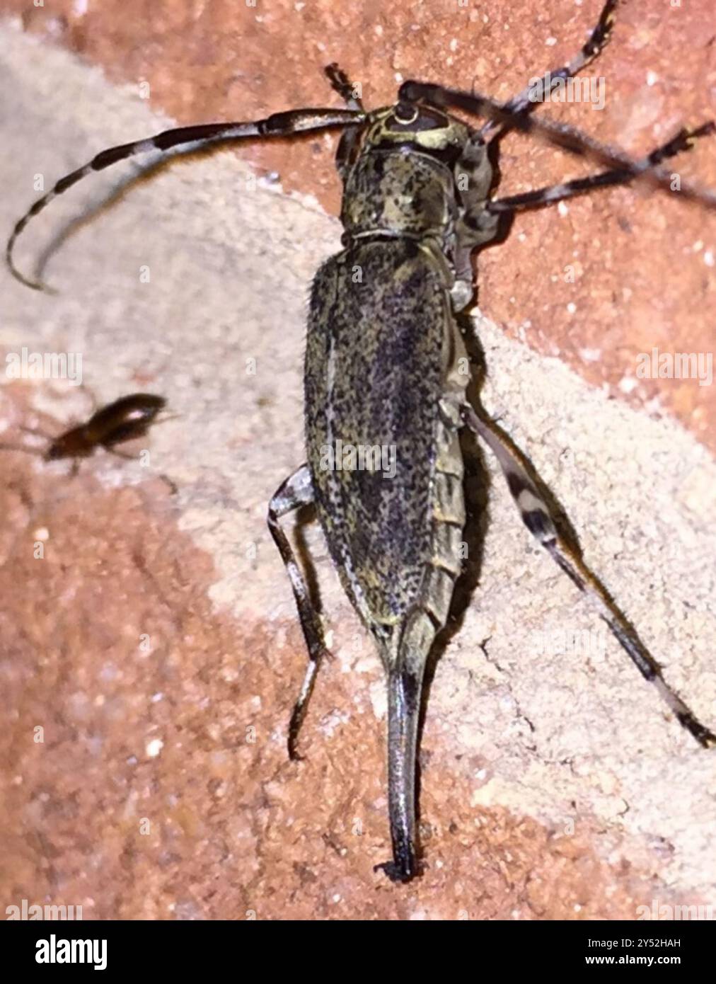 Banded Graphisurus (Graphisurus fasciatus) Insecta Stock Photo - Alamy