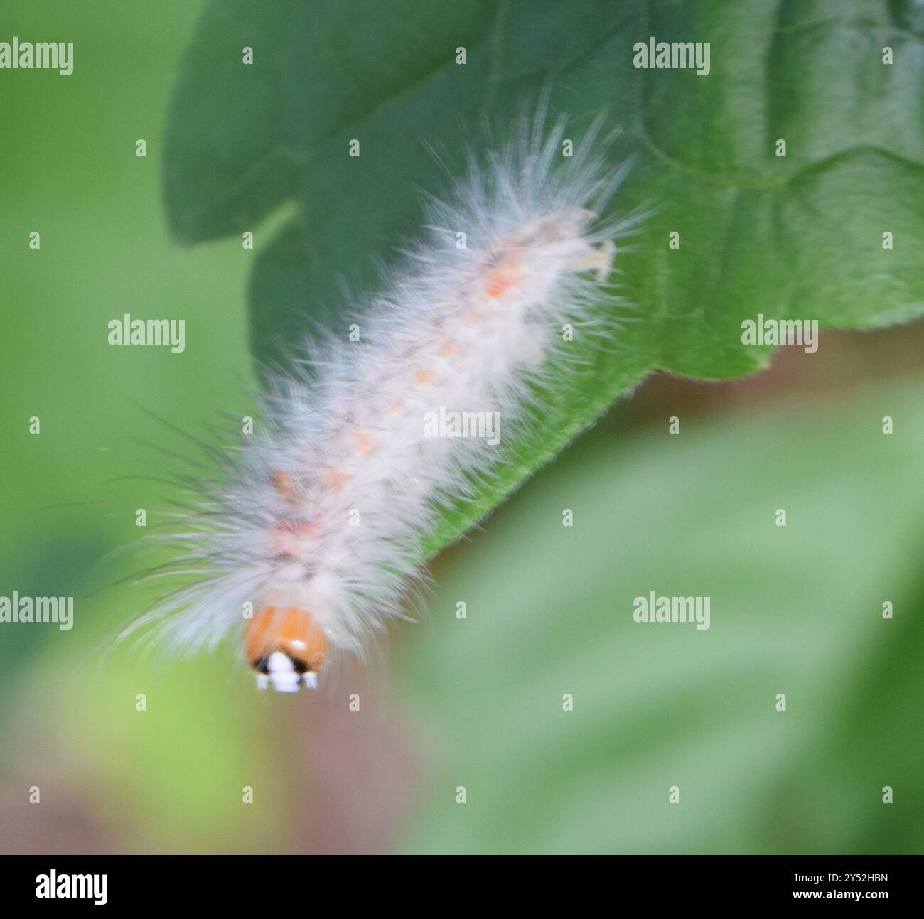 Edwards' Wasp Moth (Lymire edwardsii) Insecta Stock Photo - Alamy