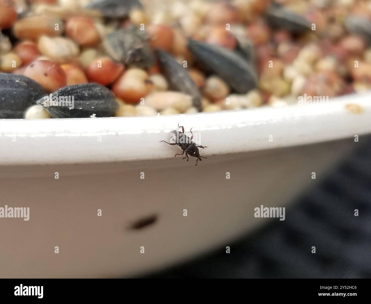 Grain Weevils (Sitophilus) Insecta Stock Photo - Alamy