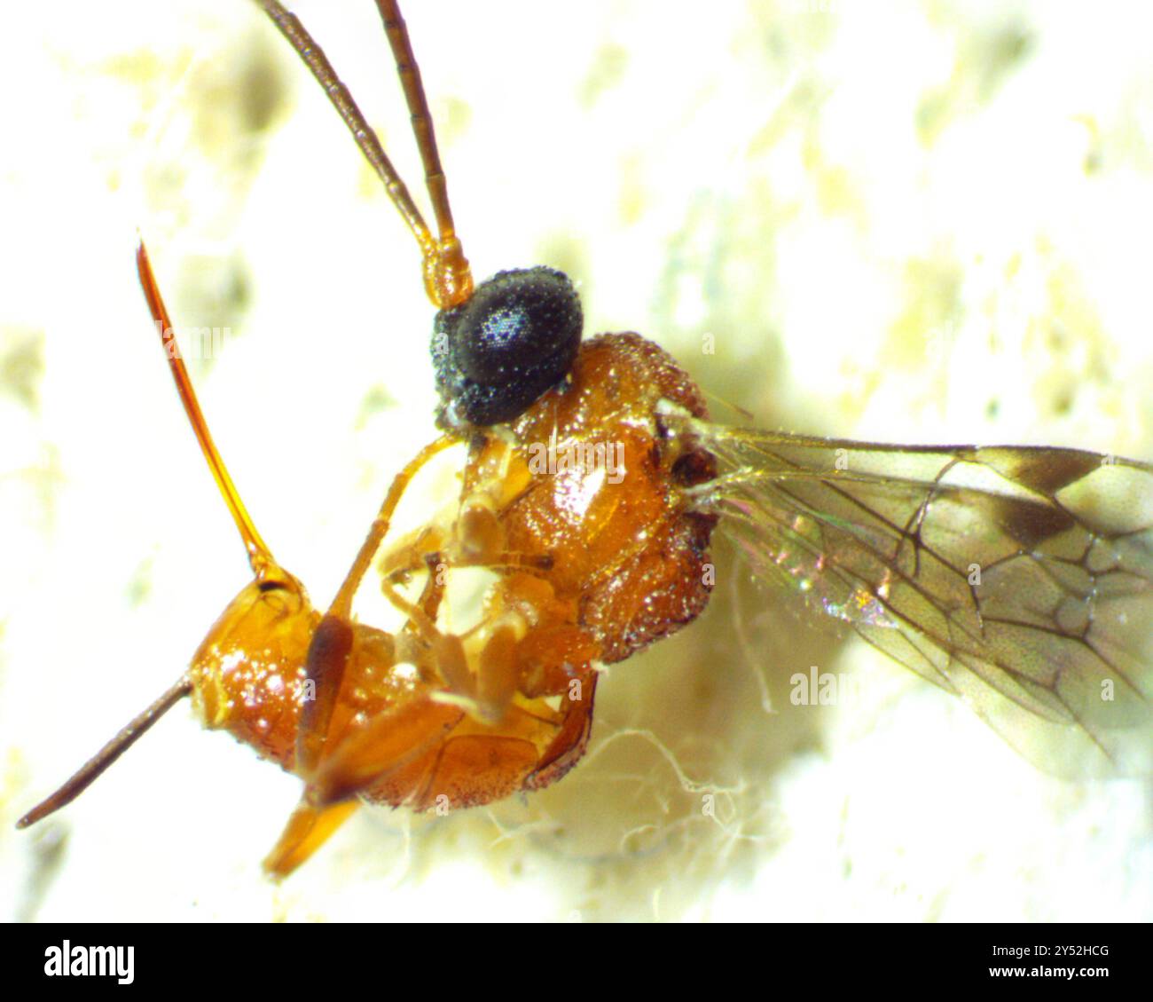 Ichneumonid and Braconid Wasps (Ichneumonoidea) Insecta Stock Photo - Alamy