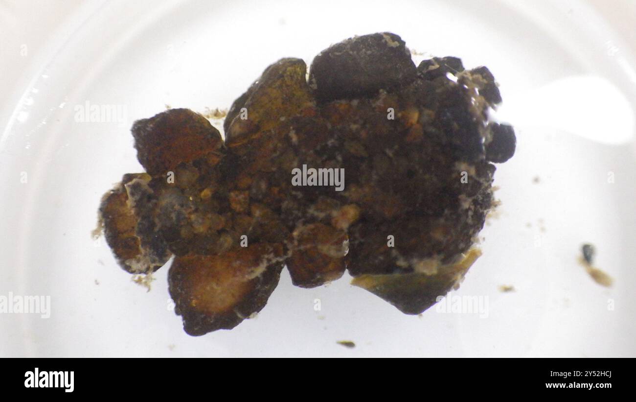 Stonecase Caddisflies (Uenoidae) Insecta Stock Photo - Alamy