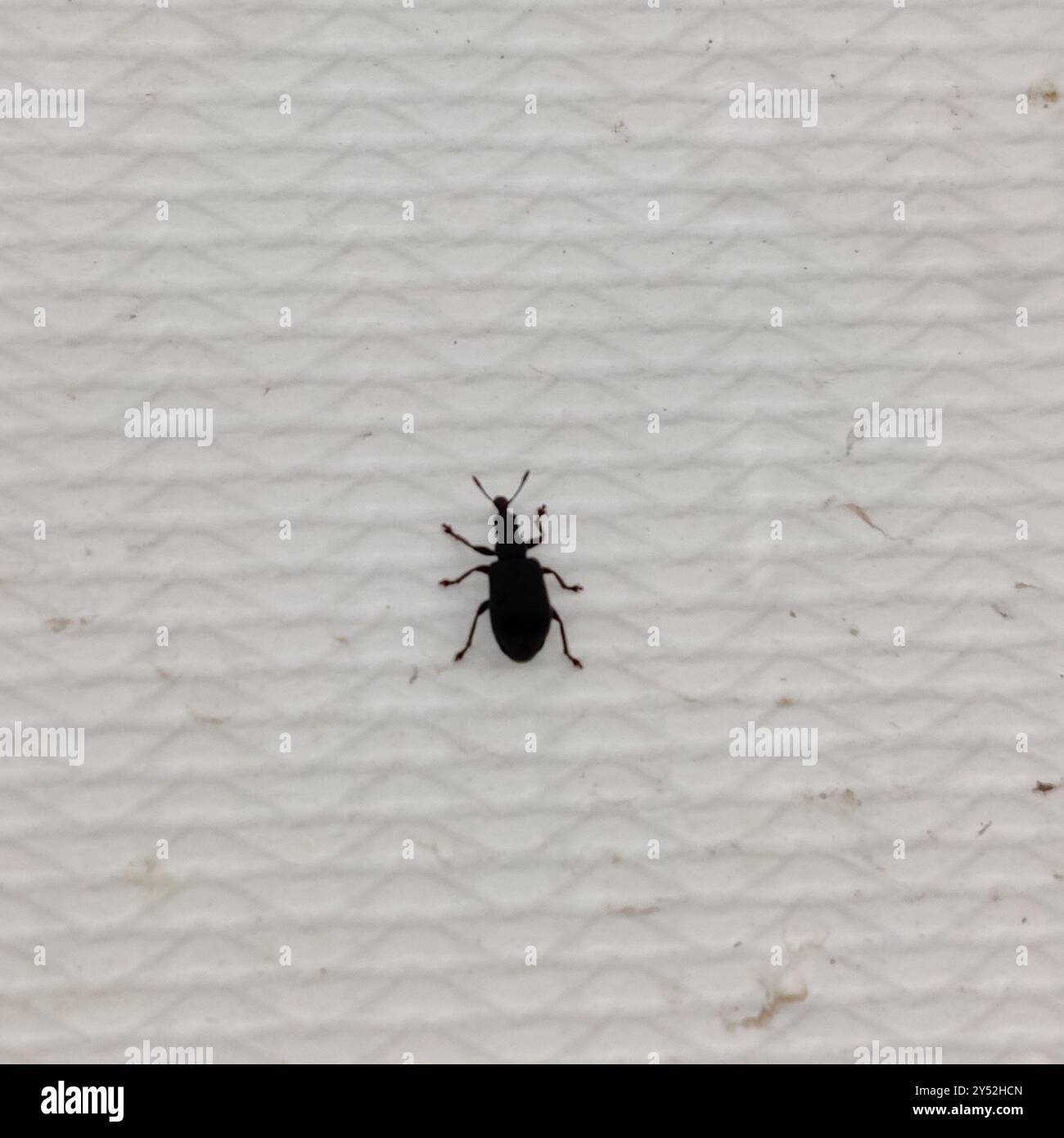 Birch Leaf-rolling Weevil (Deporaus betulae) Insecta Stock Photo - Alamy