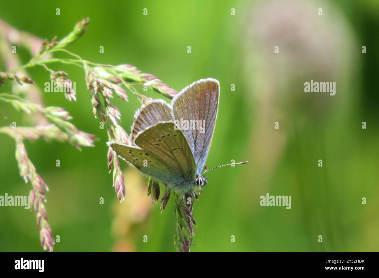 Mazarine Blue (Cyaniris semiargus) Insecta Stock Photo - Alamy