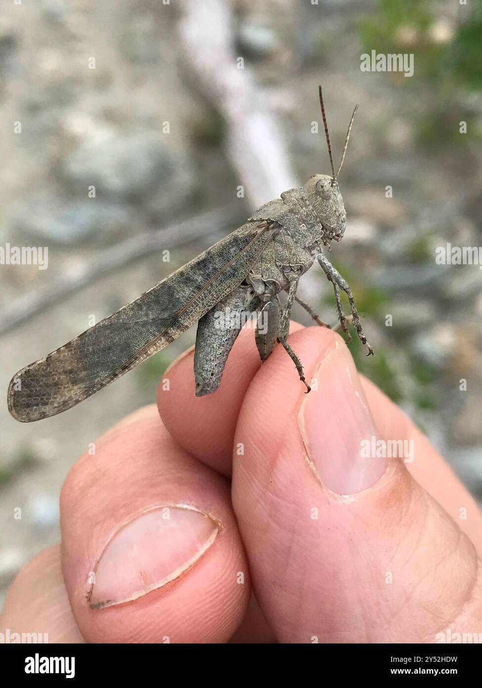 Carolina Grasshopper (Dissosteira carolina) Insecta Stock Photo - Alamy