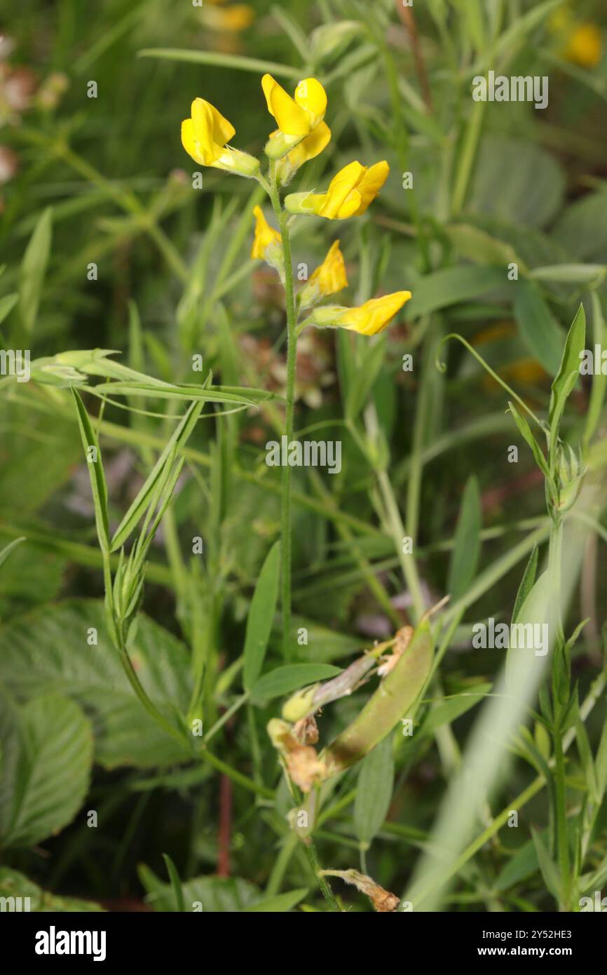 meadow pea (Lathyrus pratensis) Plantae Stock Photo - Alamy