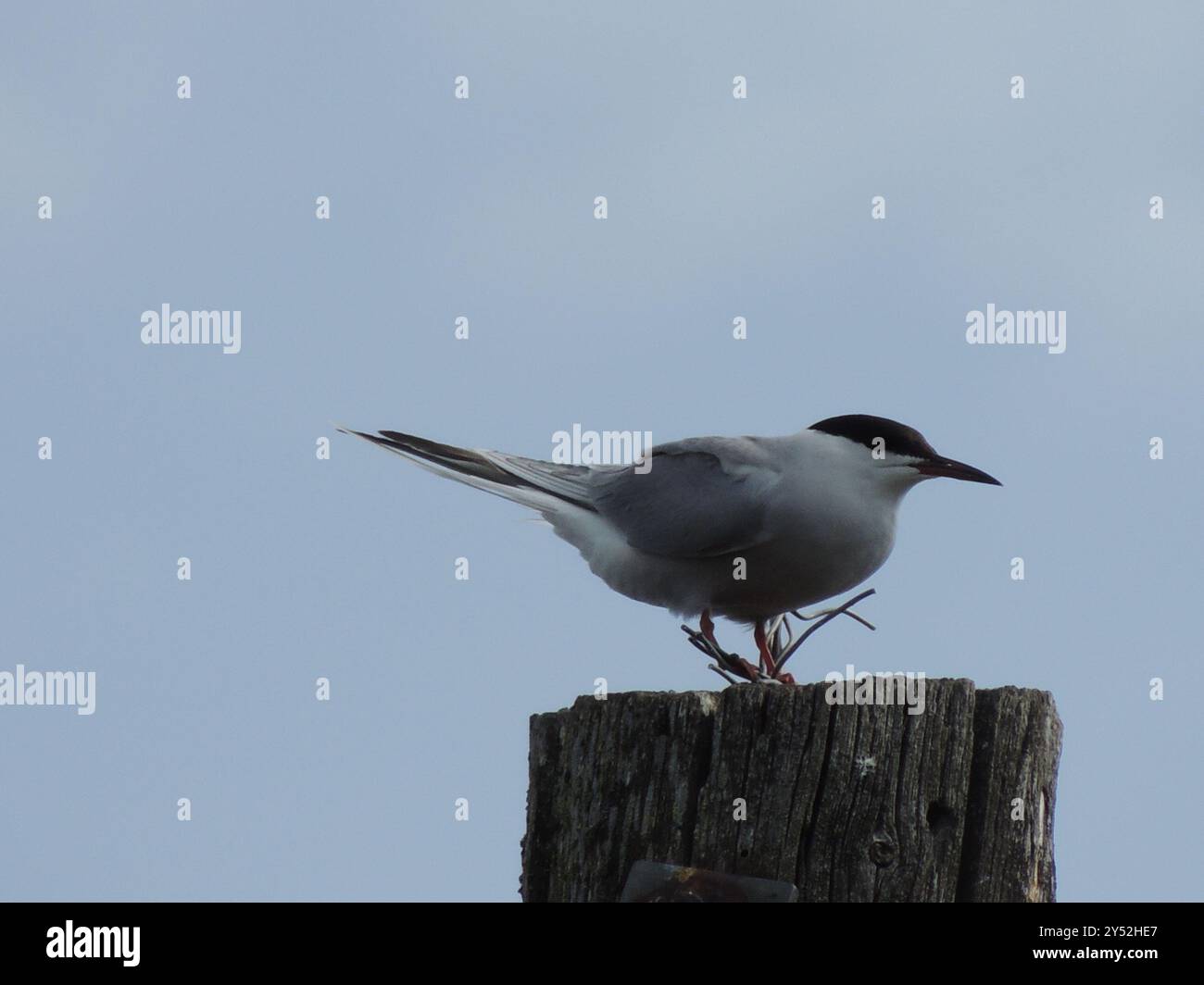 Common Tern (Sterna hirundo) Aves Stock Photo - Alamy