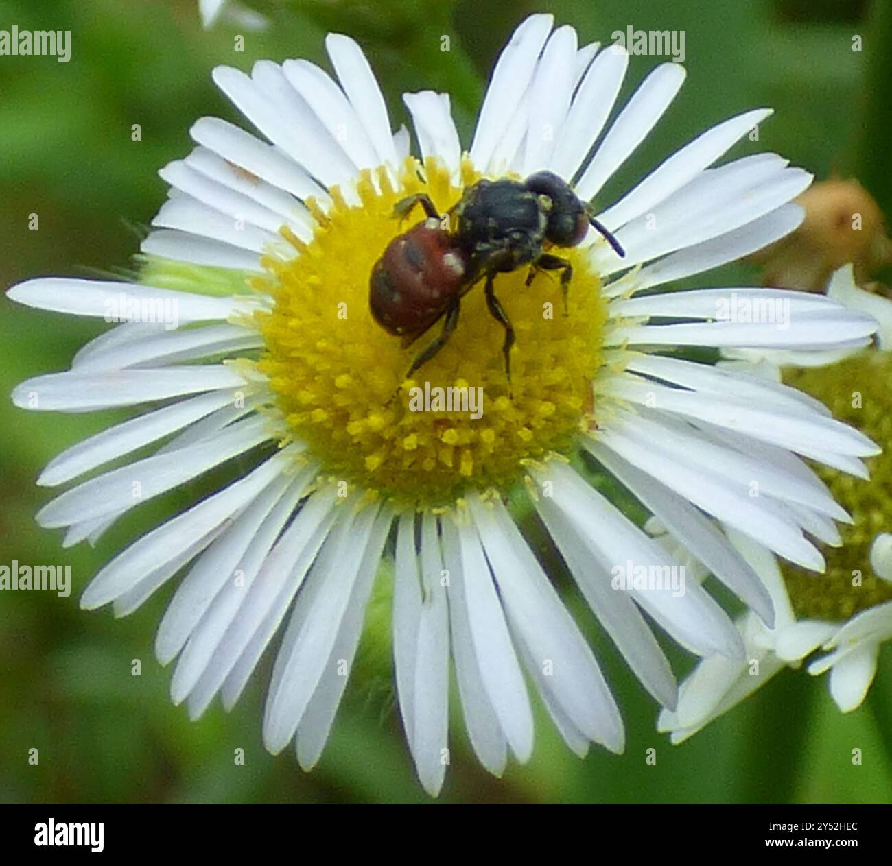 Calliopsis Cuckoo Nomad Bee (Holcopasites calliopsidis) Insecta Stock ...