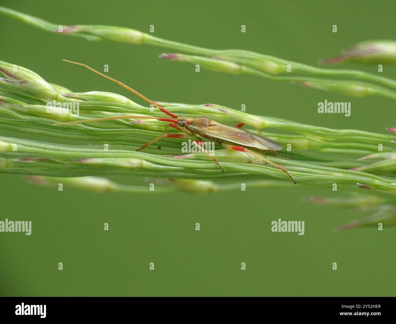 True Bugs, Hoppers, Aphids, and allies (Hemiptera) Insecta Stock Photo ...