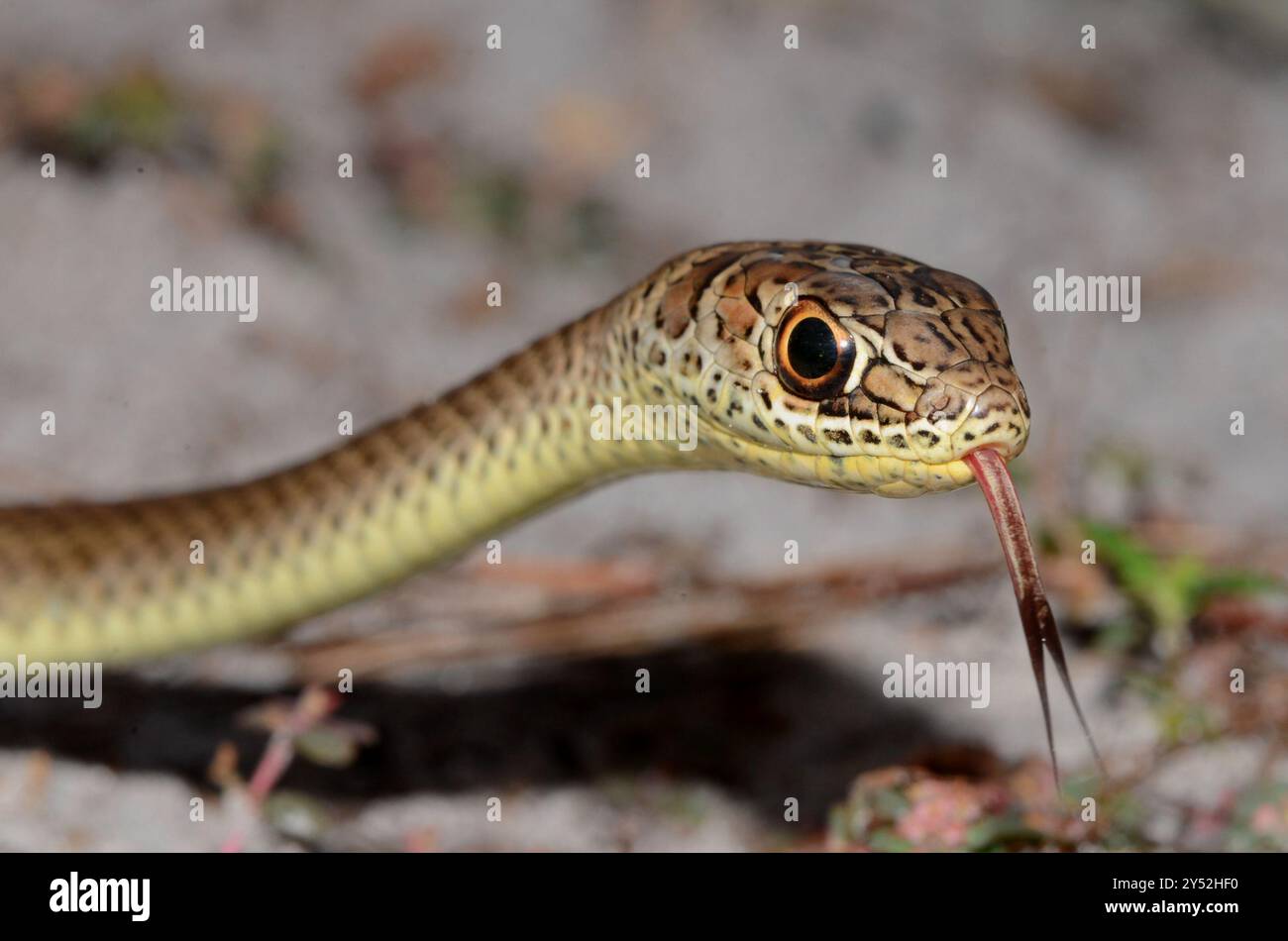 Olive Whip Snake (Psammophis mossambicus) Reptilia Stock Photo - Alamy