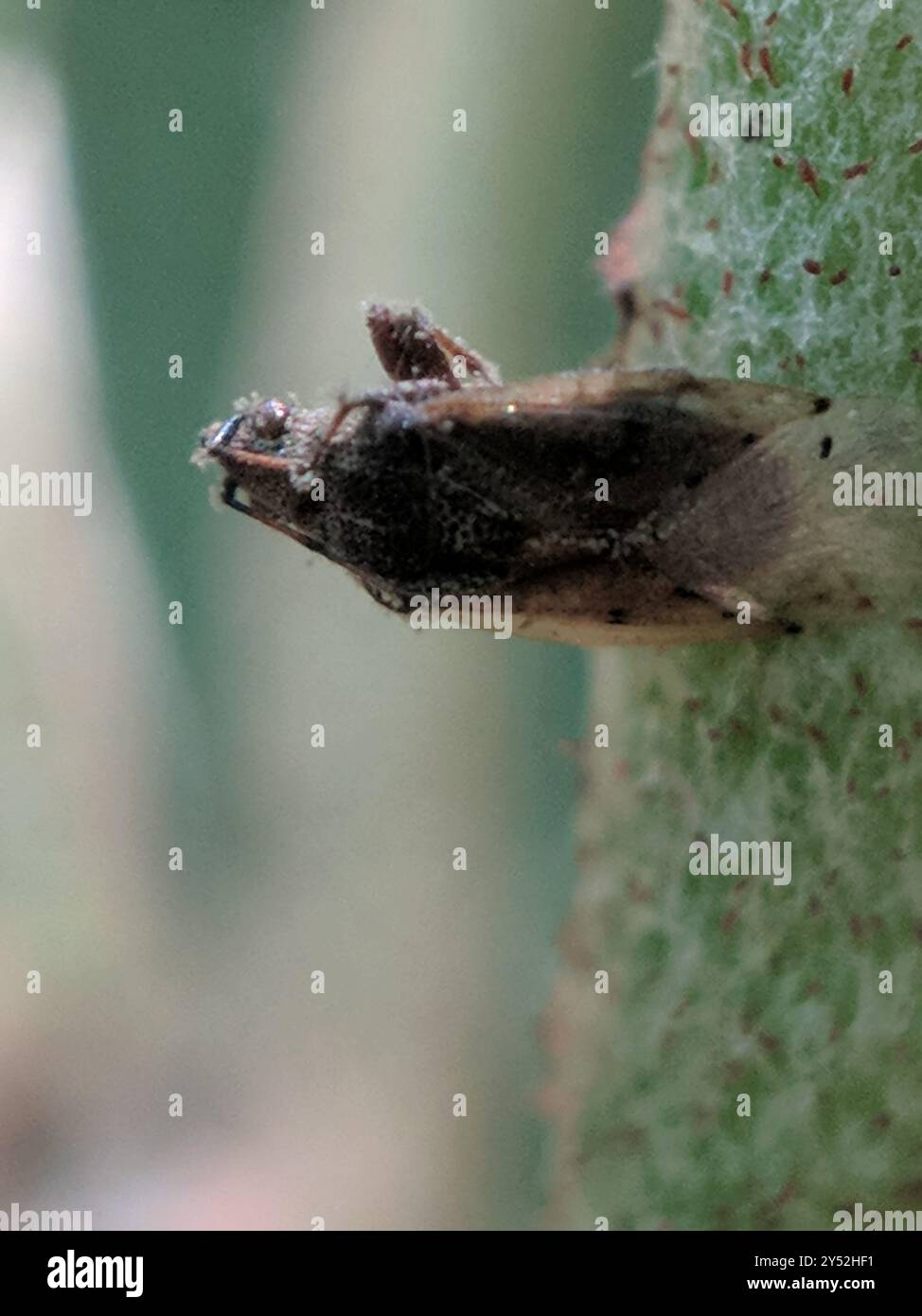 True Bugs, Hoppers, Aphids, and allies (Hemiptera) Insecta Stock Photo ...