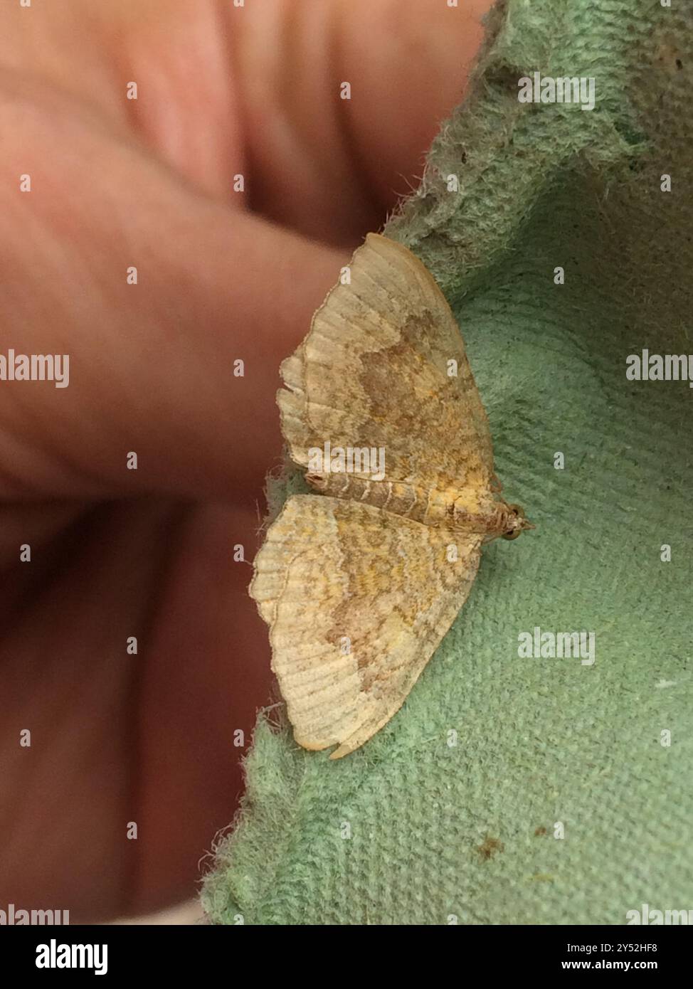 Yellow Shell Moth (Camptogramma bilineata) Insecta Stock Photo - Alamy