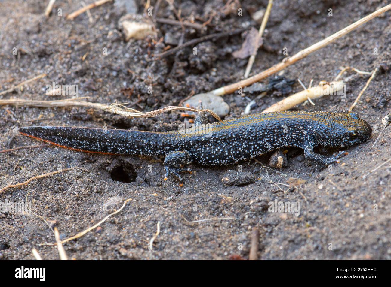 Great crested newt (Triturus cristatus), a protected species of ...