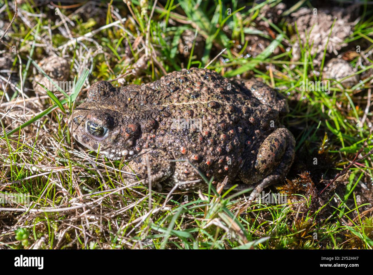 Natterjack toad (Epidalea calamita), a rare species of amphibian in the ...