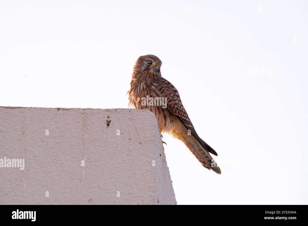 Falcon bird arab building hi-res stock photography and images - Alamy