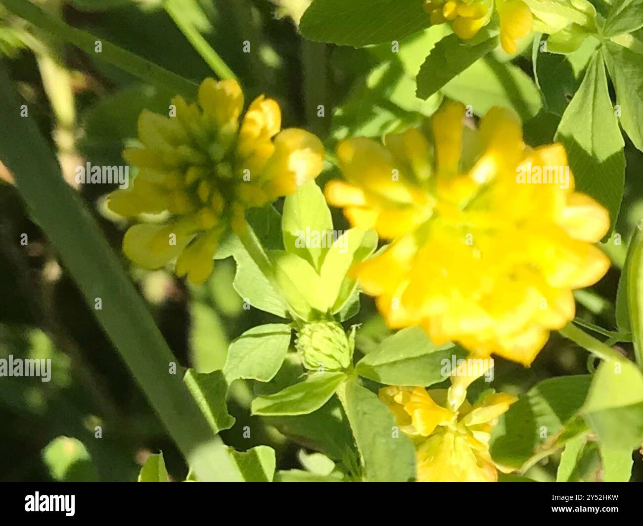 large hop clover (Trifolium aureum) Plantae Stock Photo - Alamy