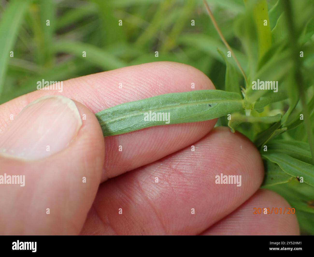 Wild Cow Pea (Vigna vexillata) Plantae Stock Photo - Alamy