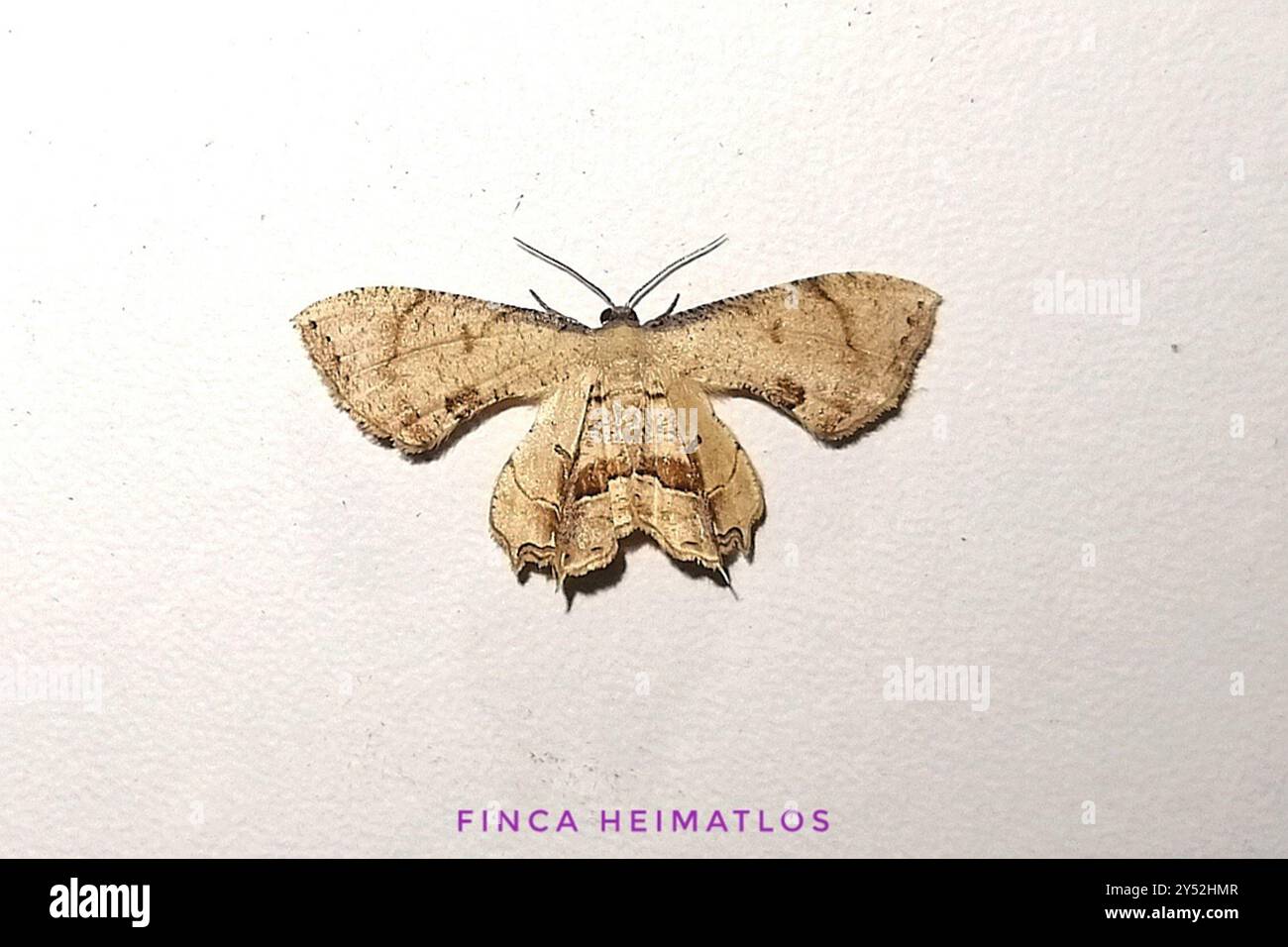 Scoopwing Moths (Epipleminae) Insecta Stock Photo - Alamy