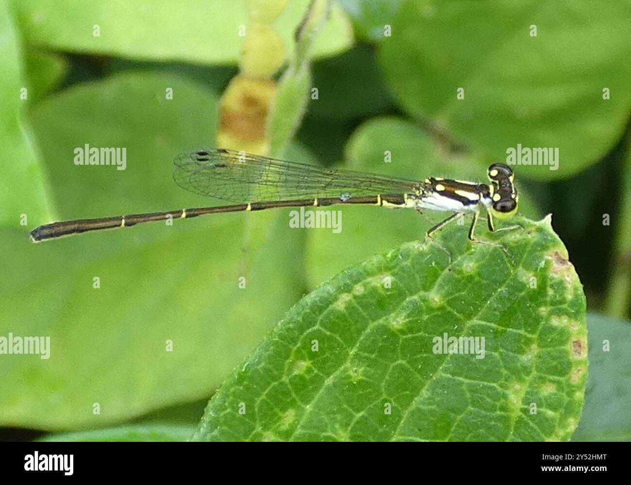 Fragile Forktail (Ischnura posita) Insecta Stock Photo - Alamy