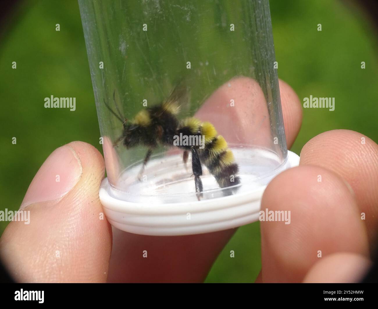 Northern Amber Bumble Bee (Bombus borealis) Insecta Stock Photo - Alamy