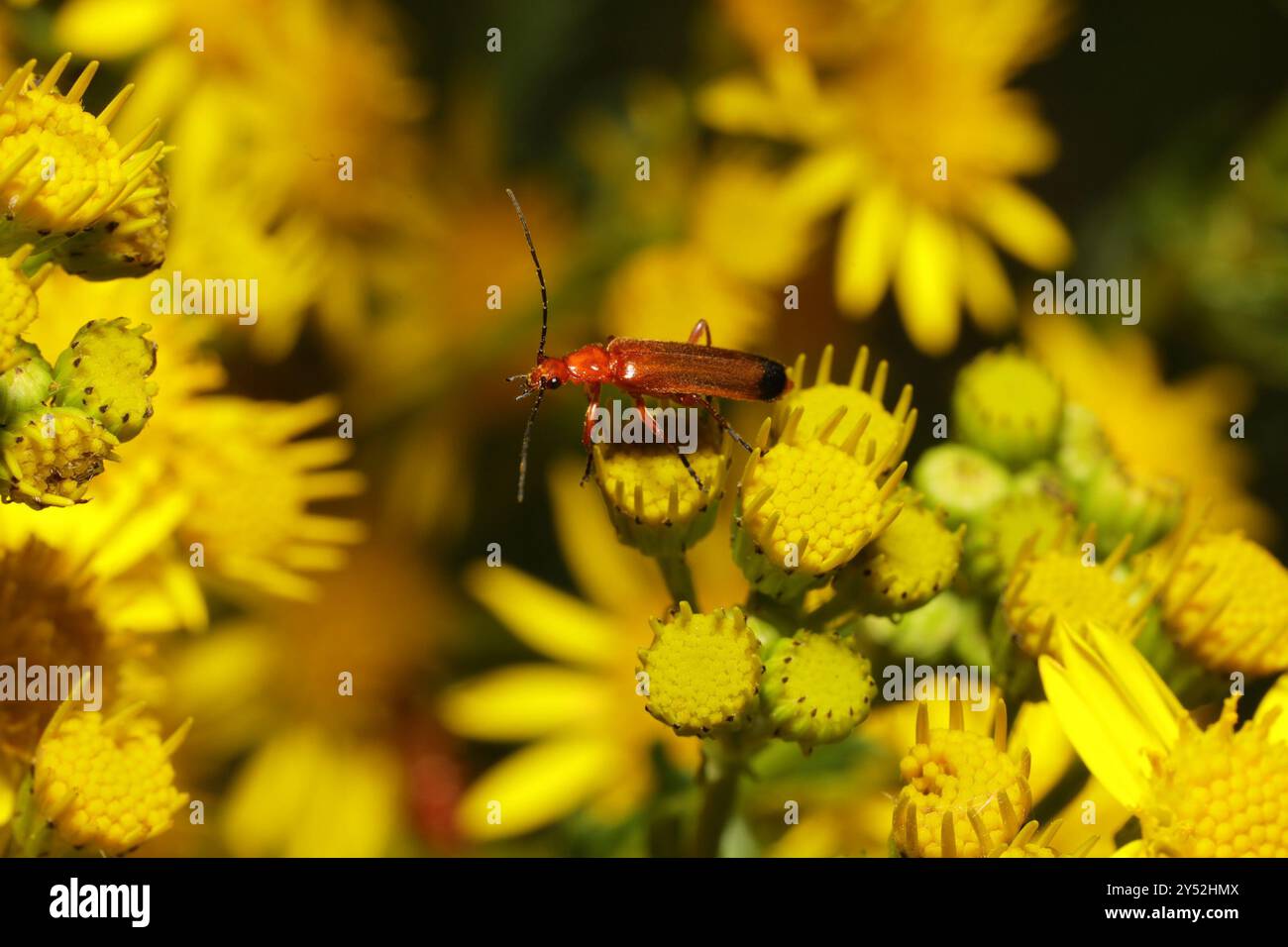 Common Red Soldier Beetle (Rhagonycha fulva) Insecta Stock Photo - Alamy